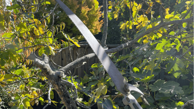 Monthly Fire Smart Reminders from Marin Master Gardeners - Fire Safe Marin