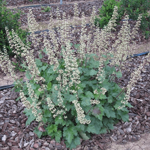 Island Alum Root - Fire Safe Marin